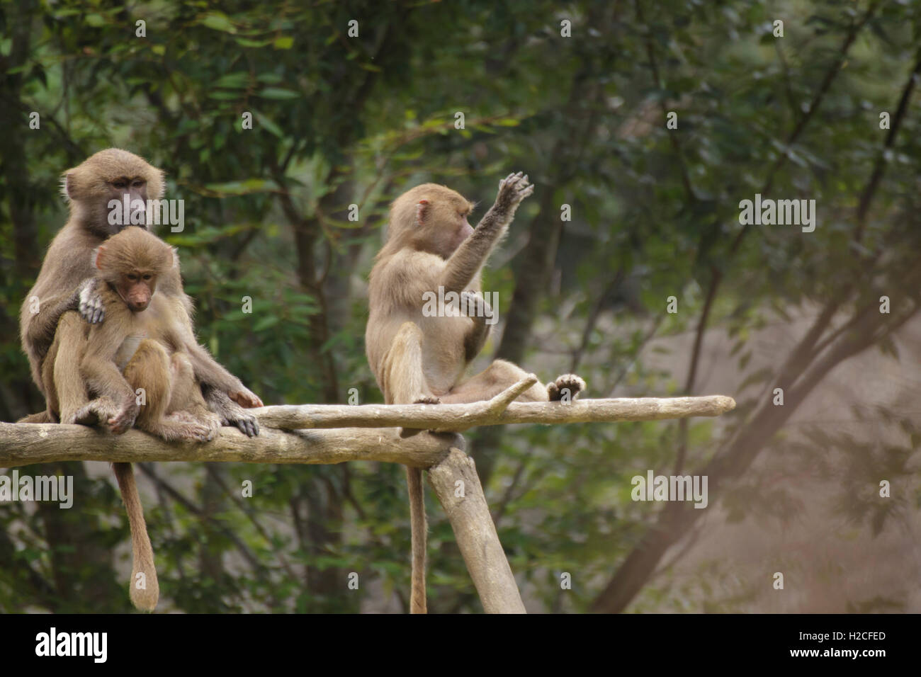 three baboons sitting on a limb Stock Photo - Alamy