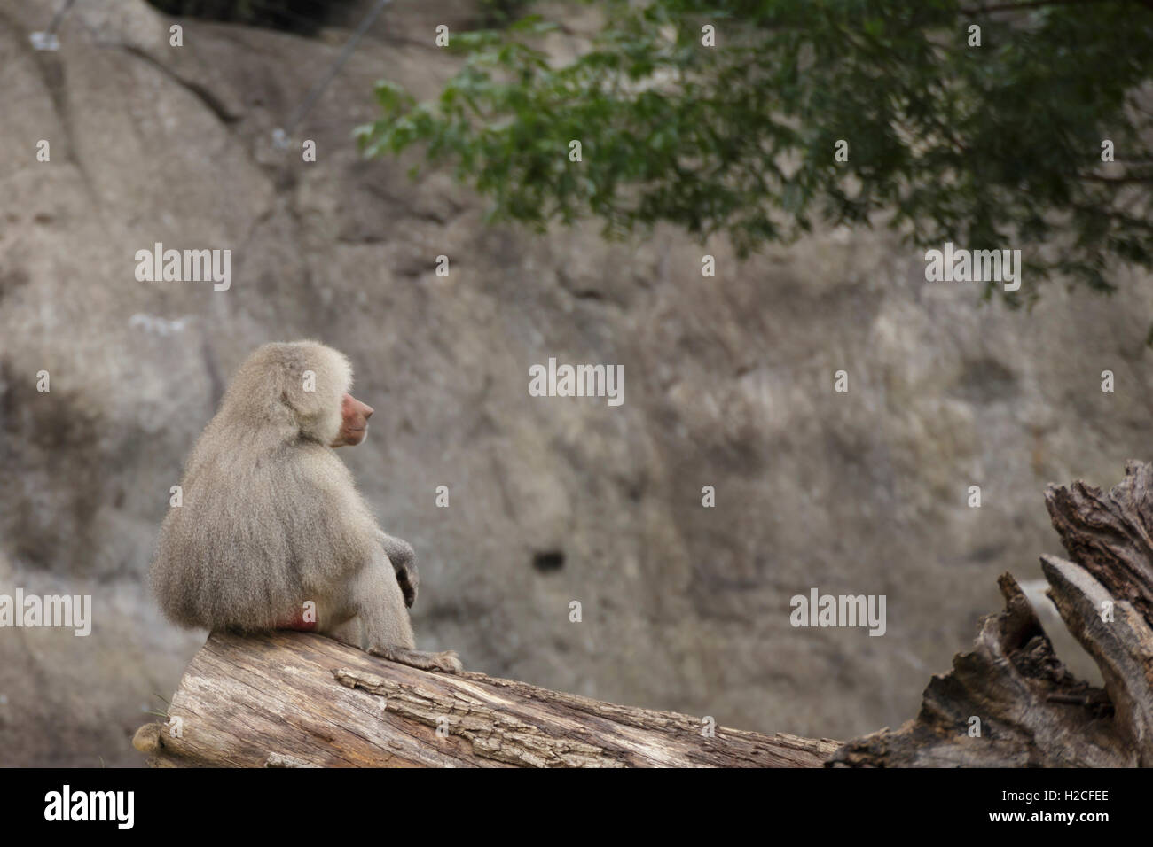 a baboon staring off into the distance Stock Photo - Alamy