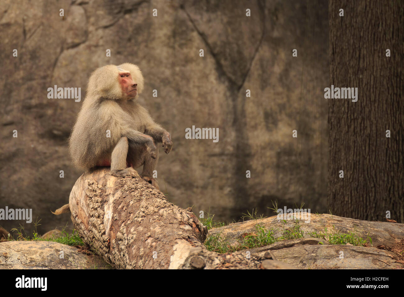 a baboon sitting on a log Stock Photo - Alamy