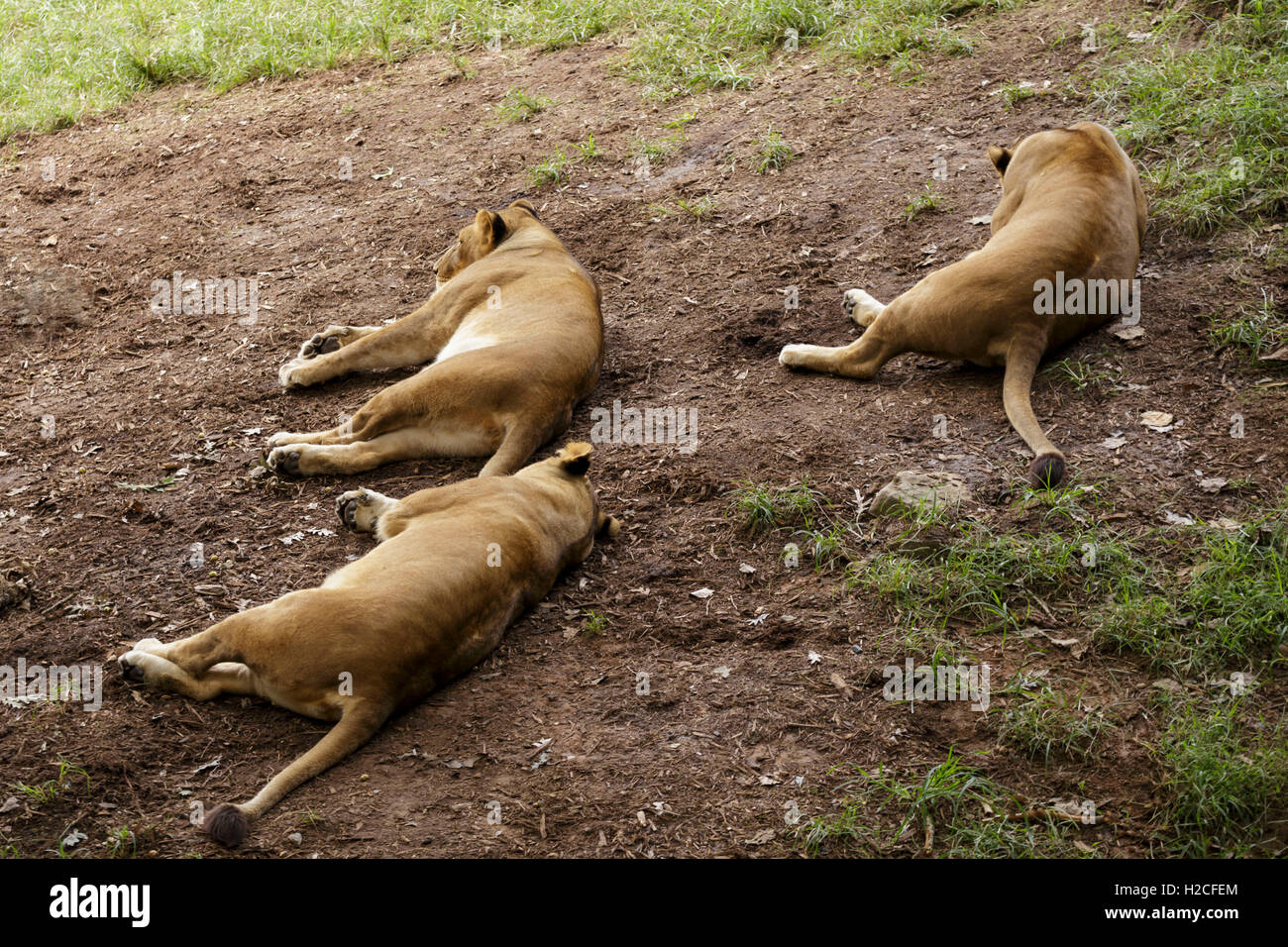 three female lions sleeping Stock Photo - Alamy