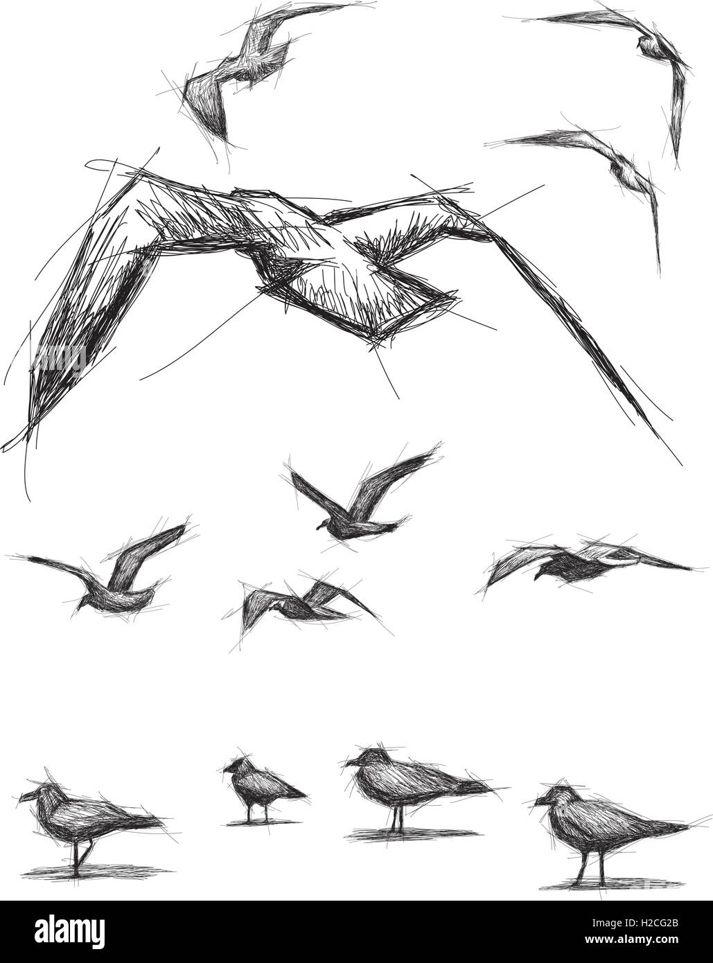 Flying birds drawing hi-res stock photography and images - Alamy