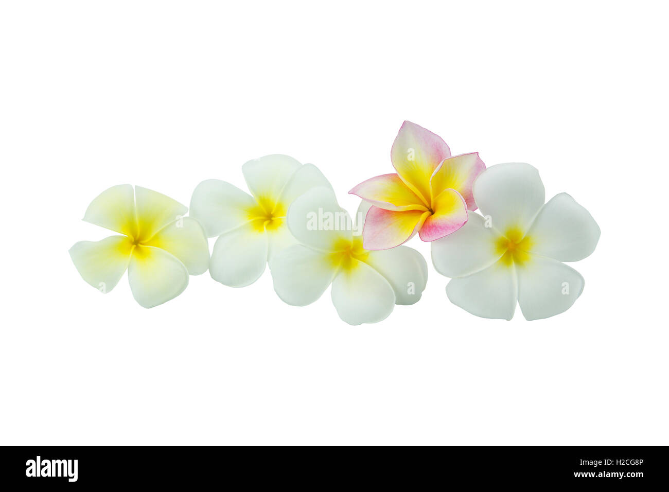 Plumeria bunch Cut Out Stock Images & Pictures - Alamy