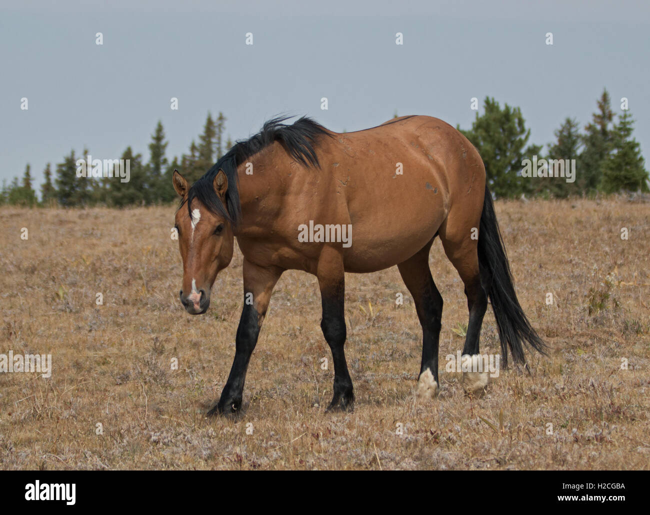 White horse ridge hi-res stock photography and images - Alamy