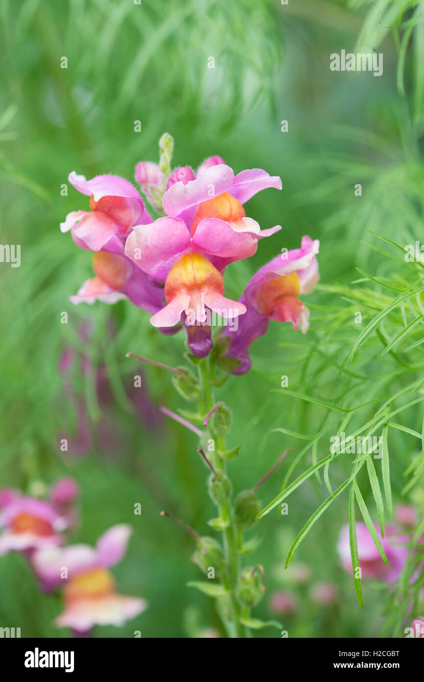 Antirrhinum majus. Snapdragon flower in a garden border Stock Photo - Alamy