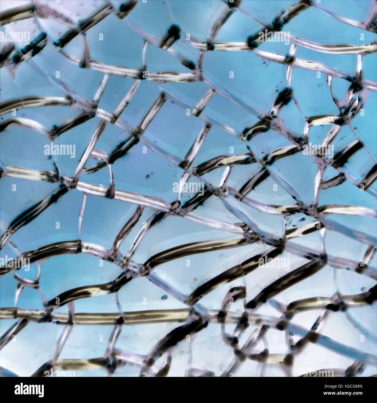 Shattered pane of thick glass with blue background Stock Photo - Alamy