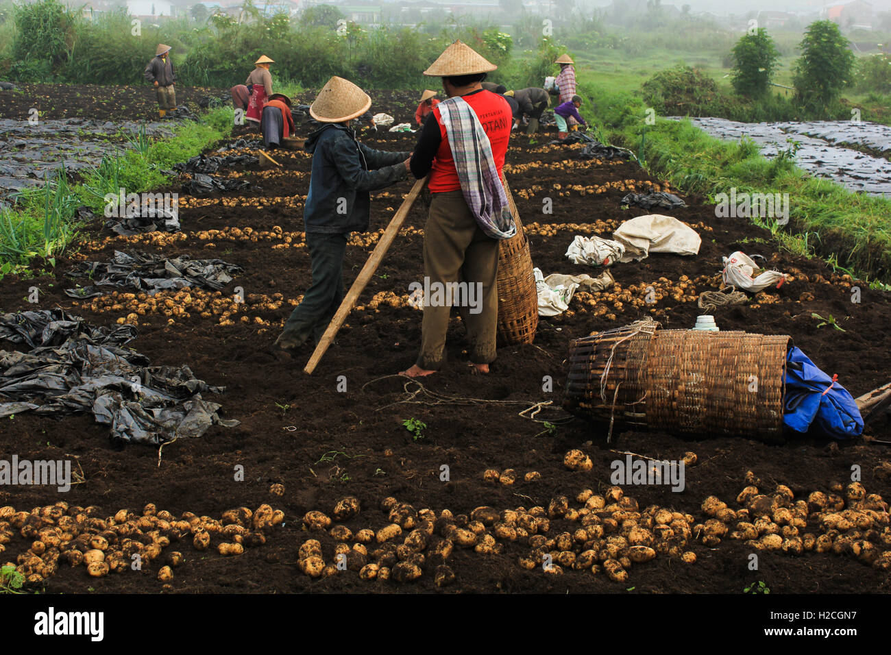 farmers at the potato farm Stock Photo - Alamy