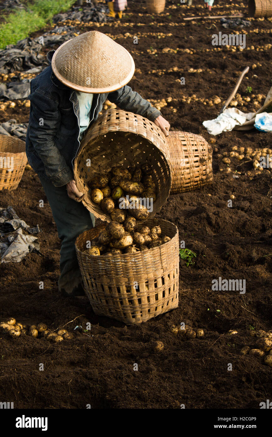 Farmer cultivate potatoes at the farming land Stock Photo - Alamy