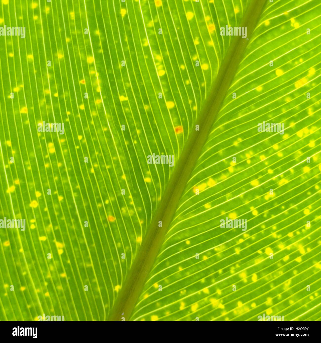 Foliage square format hi-res stock photography and images - Alamy
