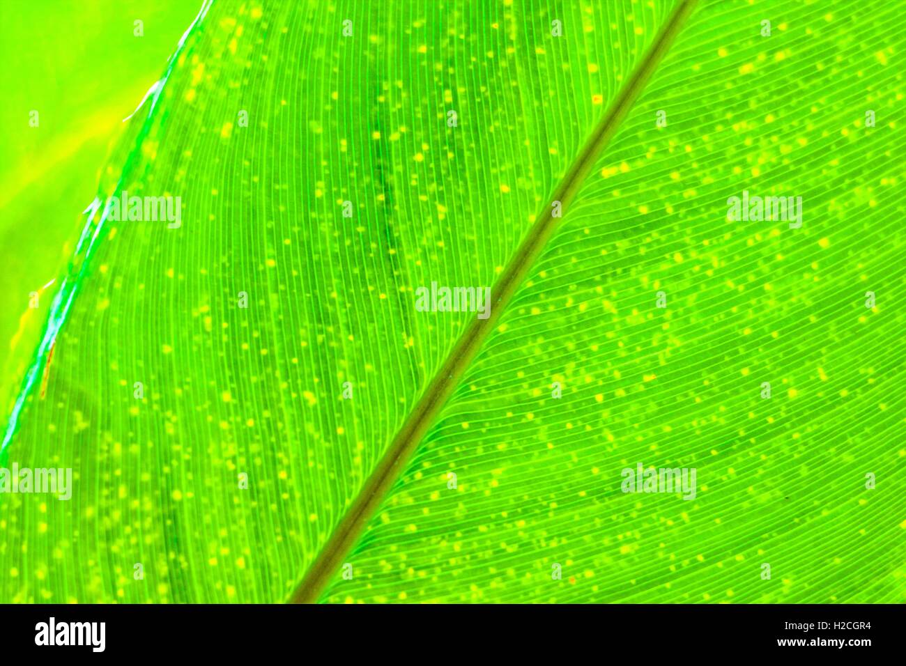 Overlapping leaf hi-res stock photography and images - Alamy