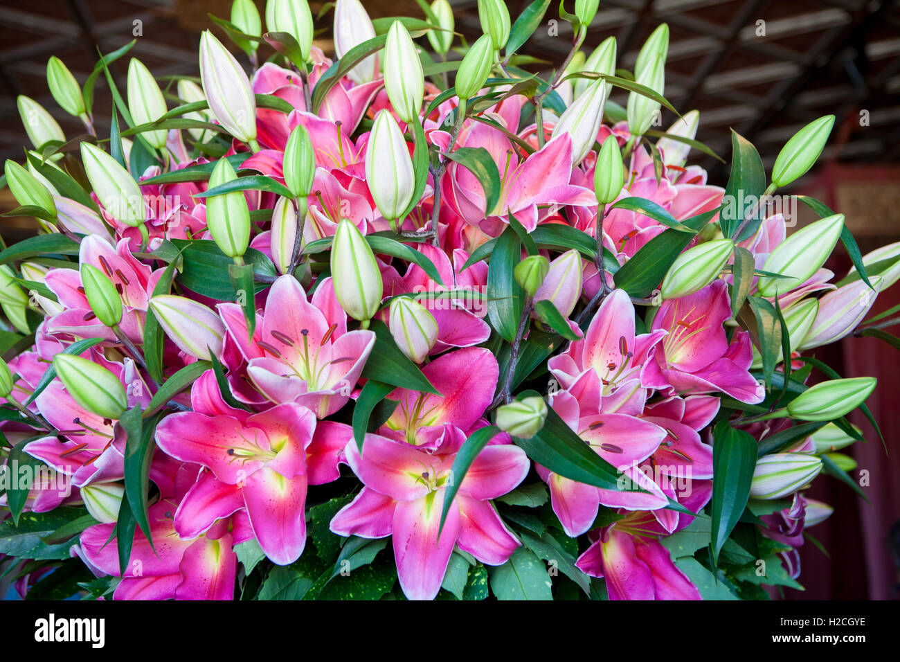 Bouquet Of Pink Lilies