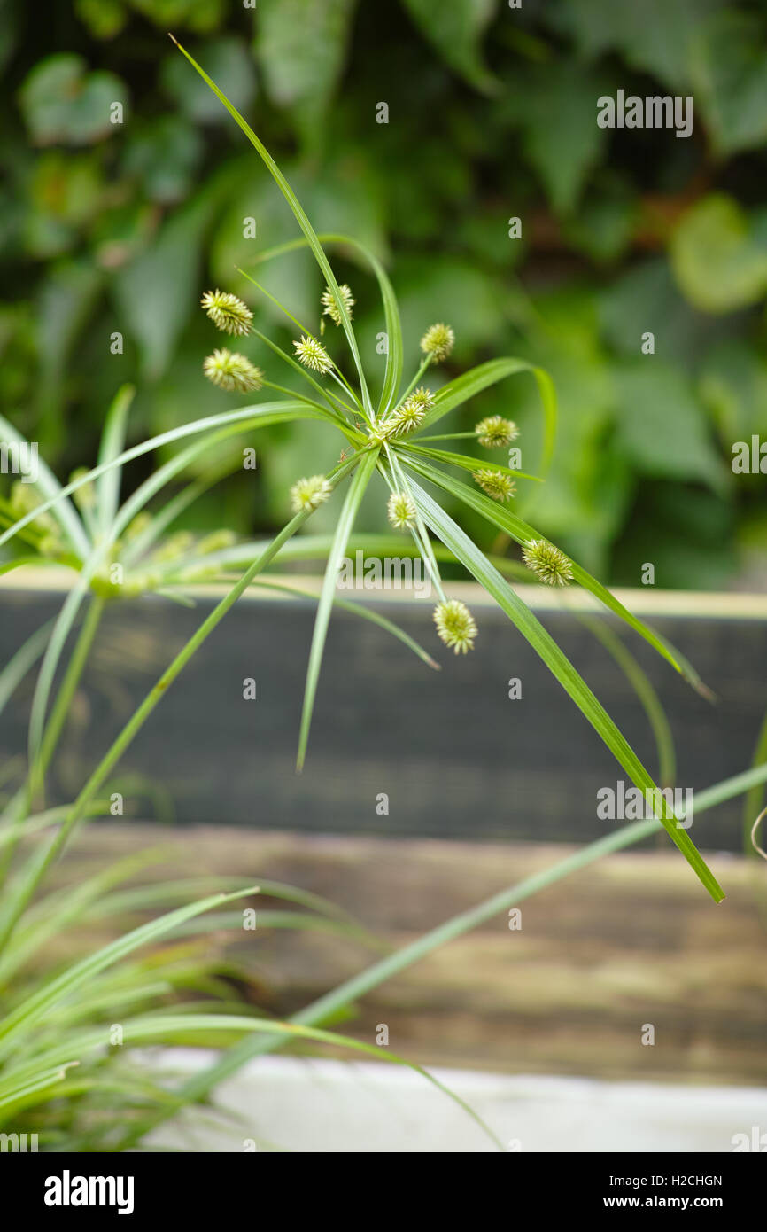 Egyptian papyrus plant pot hi-res stock photography and images - Alamy