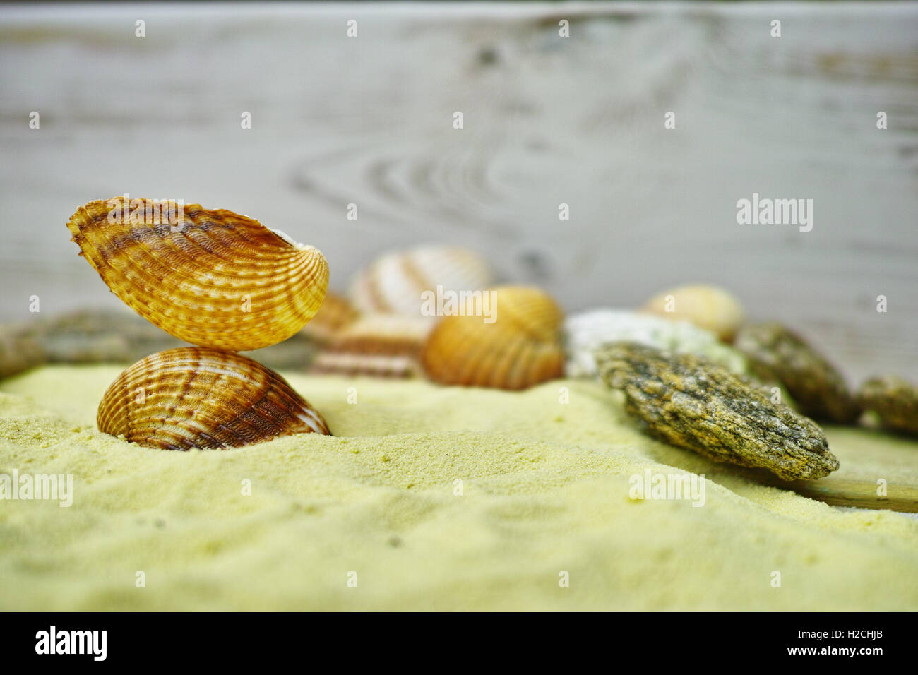 Jurassic fossil extinct bivalve hi-res stock photography and images - Alamy