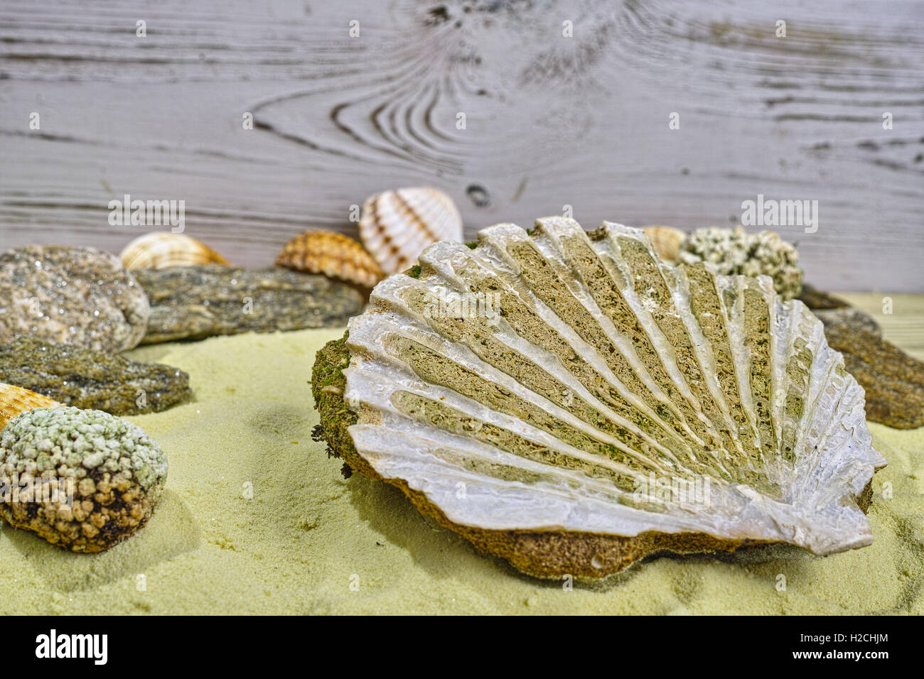Fossil pecten hi-res stock photography and images - Alamy