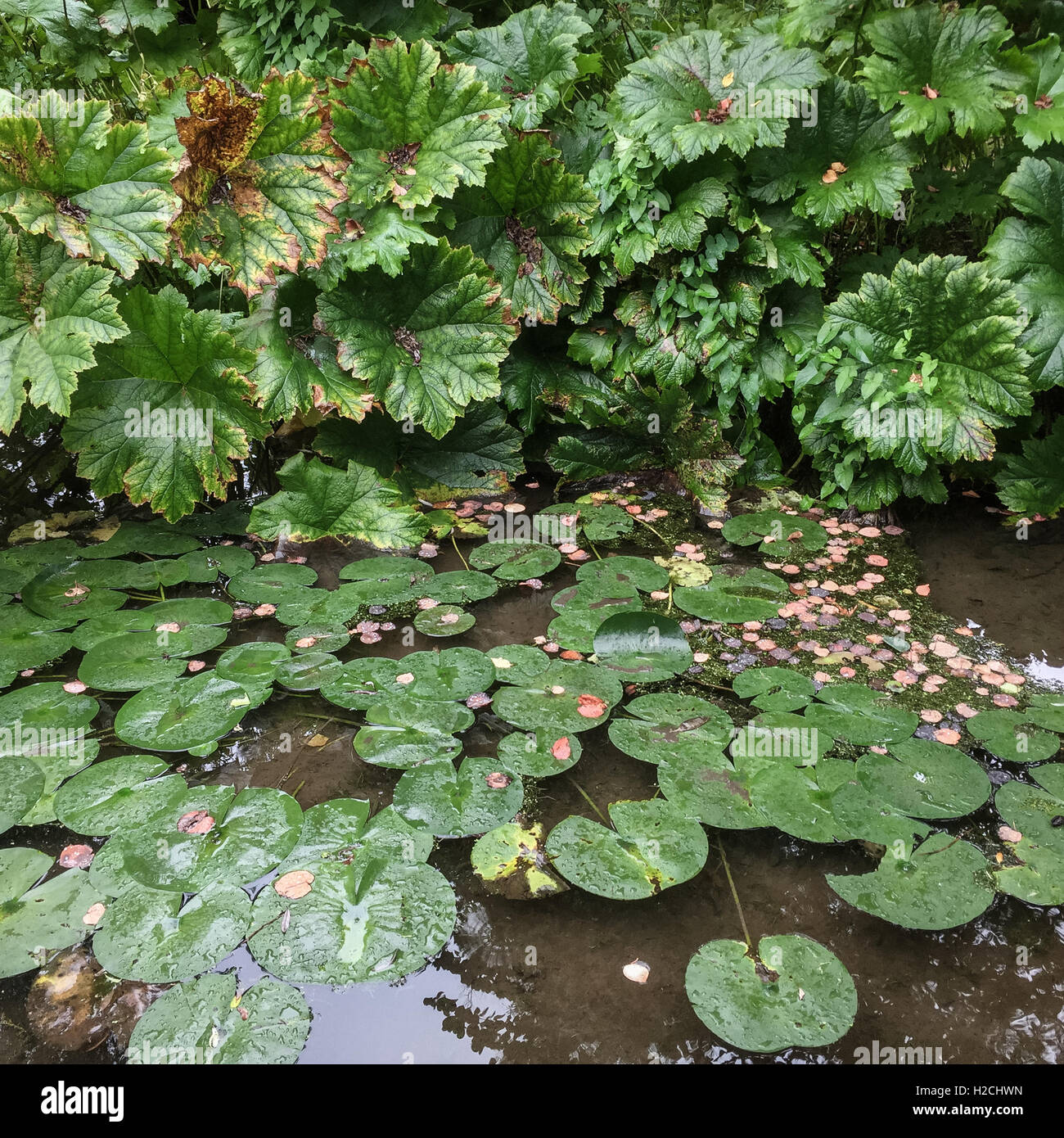 Water lily roots plant hi-res stock photography and images - Alamy