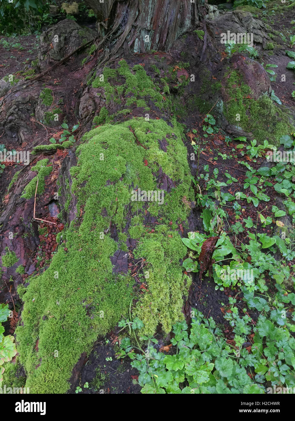 Tree roots and moss Stock Photo - Alamy