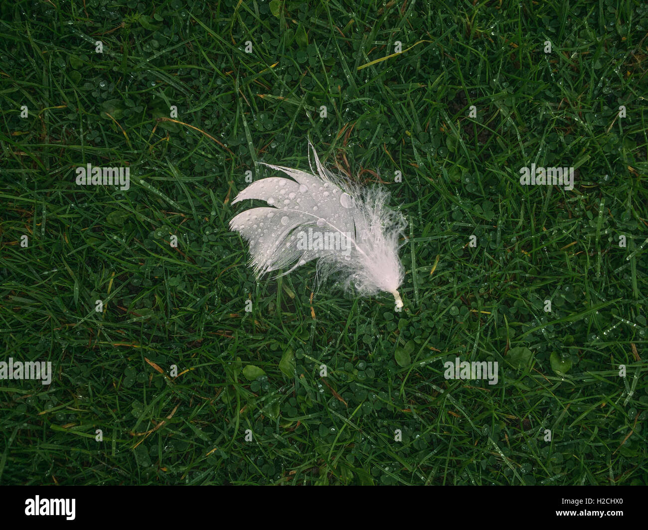 Feather on the ground hi-res stock photography and images - Alamy