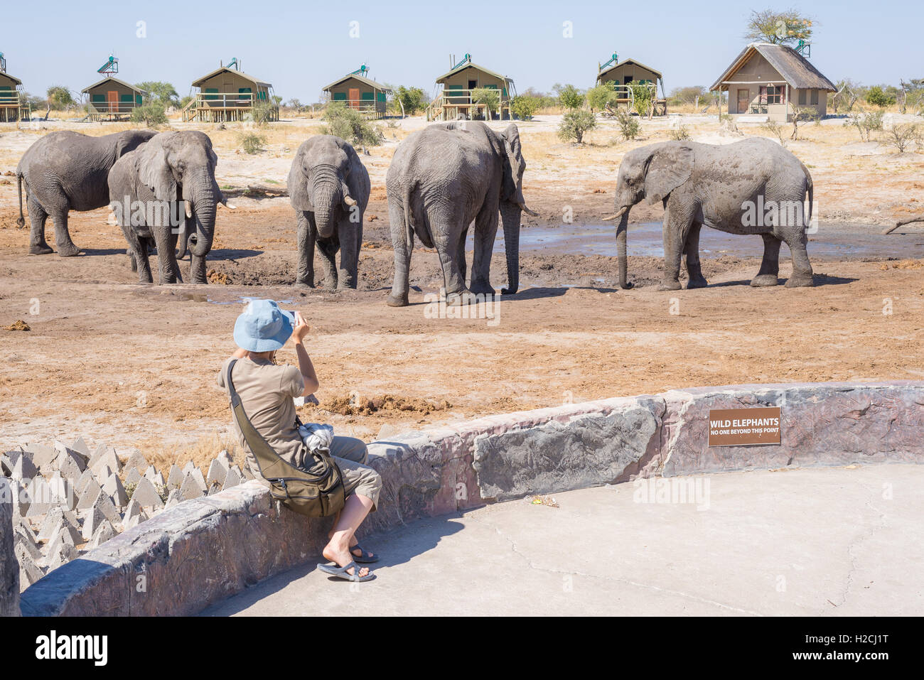 Tourist photographing Elephants with smartphone, very close to the herd ...