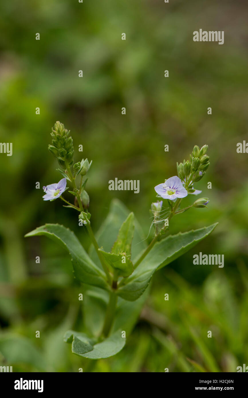 Water Speedwell, Veronica anagallis-aquatica, Surrey, UK Stock Photo ...