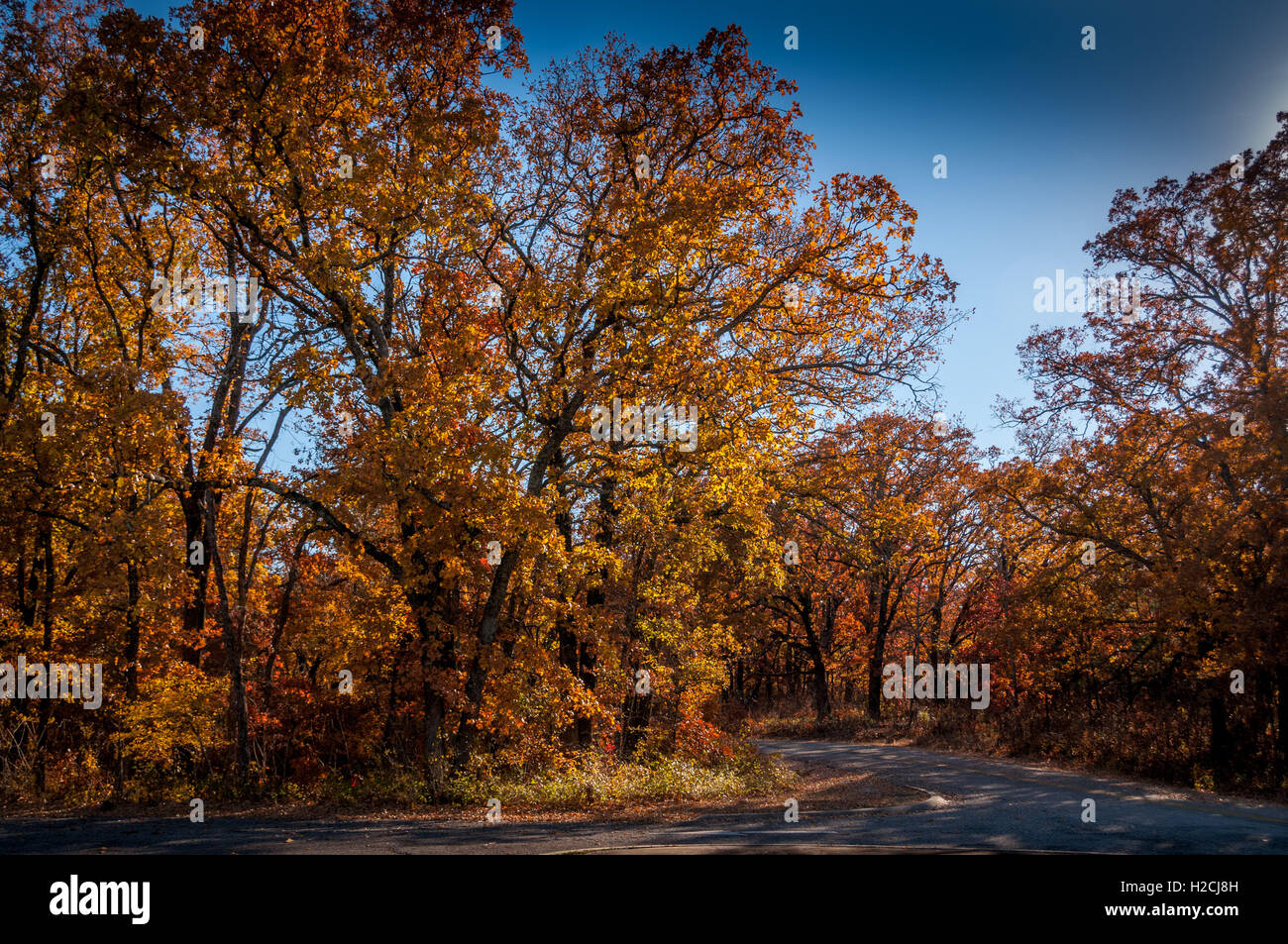 colorful fall tree leaves in North Texas Stock Photo - Alamy