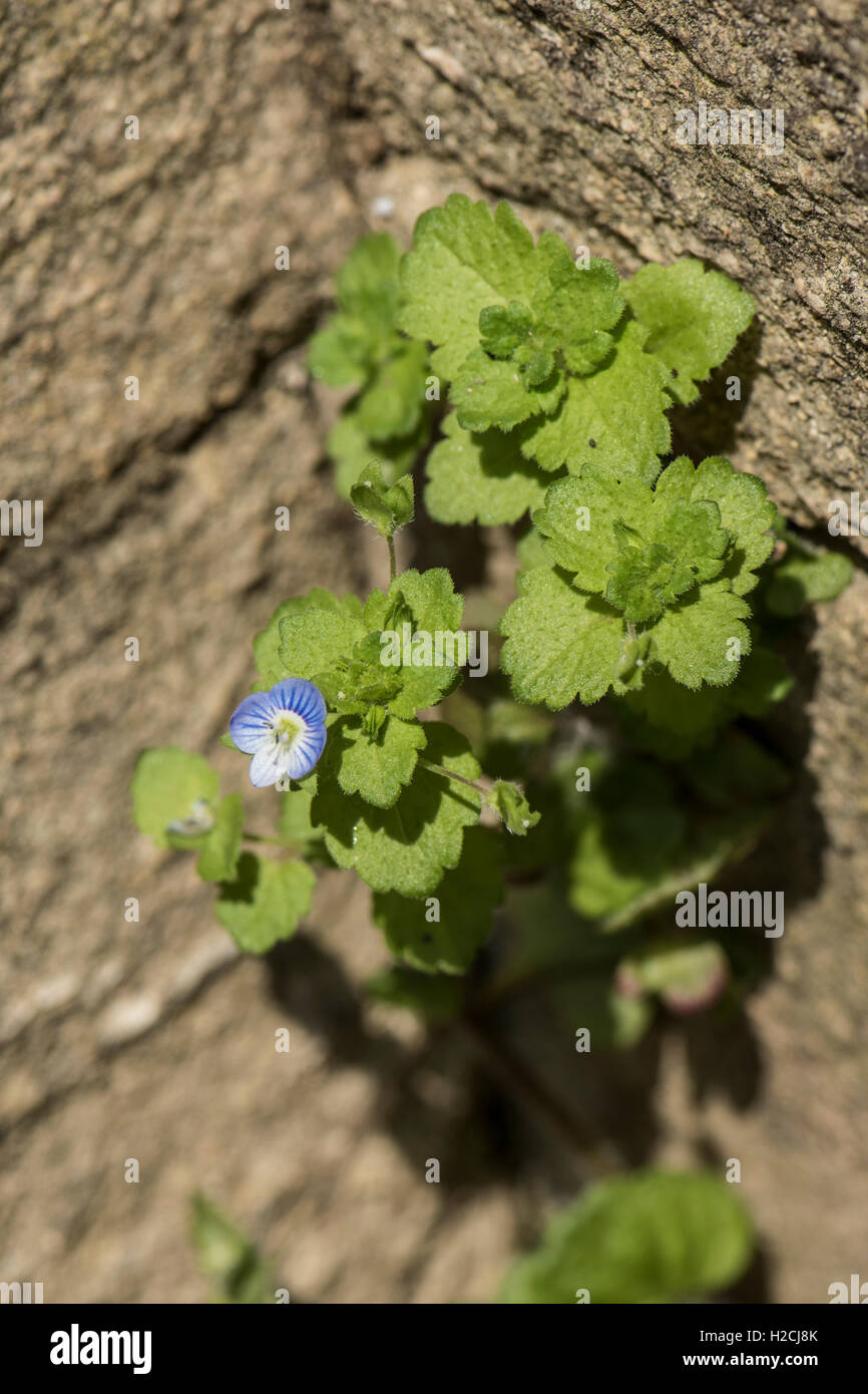 Common Field Speedwell, Veronica persica, Surrey, UK Stock Photo - Alamy
