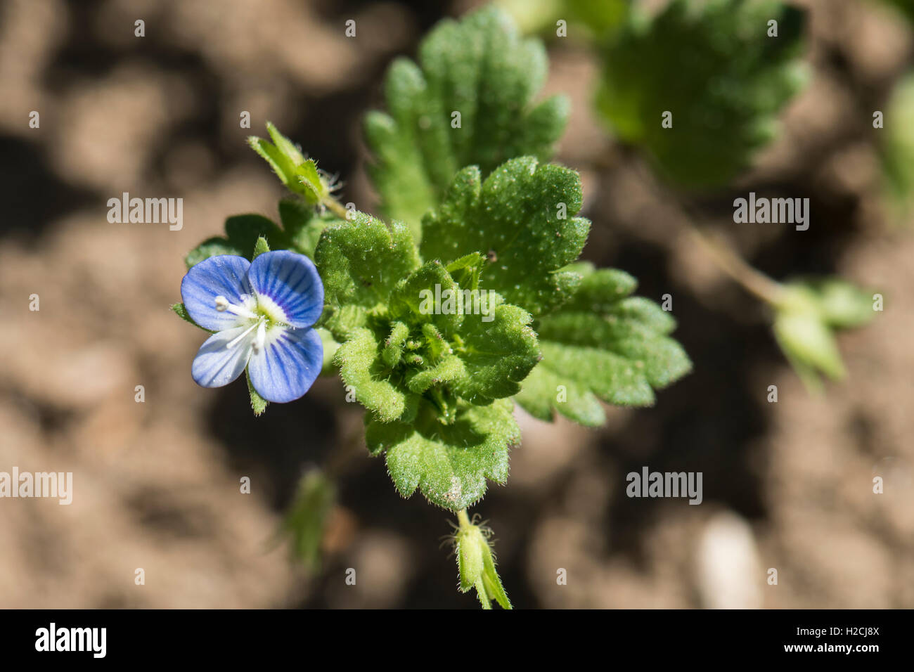 Common Field Speedwell, Veronica persica, Surrey, UK Stock Photo - Alamy