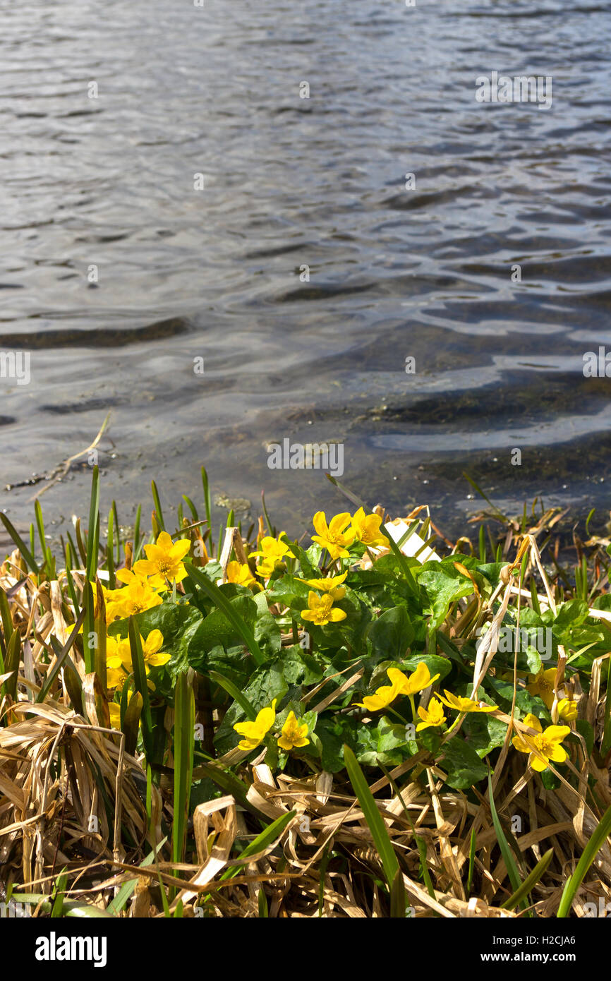 marsh marigold uk Stock Photo - Alamy