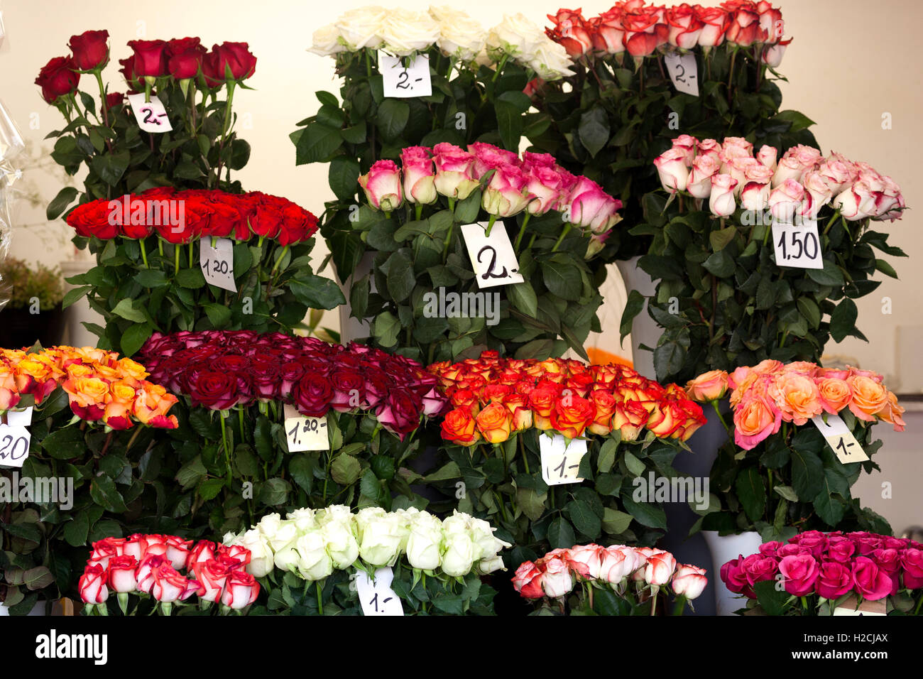 Flower displays vibrant colors hi-res stock photography and images - Alamy