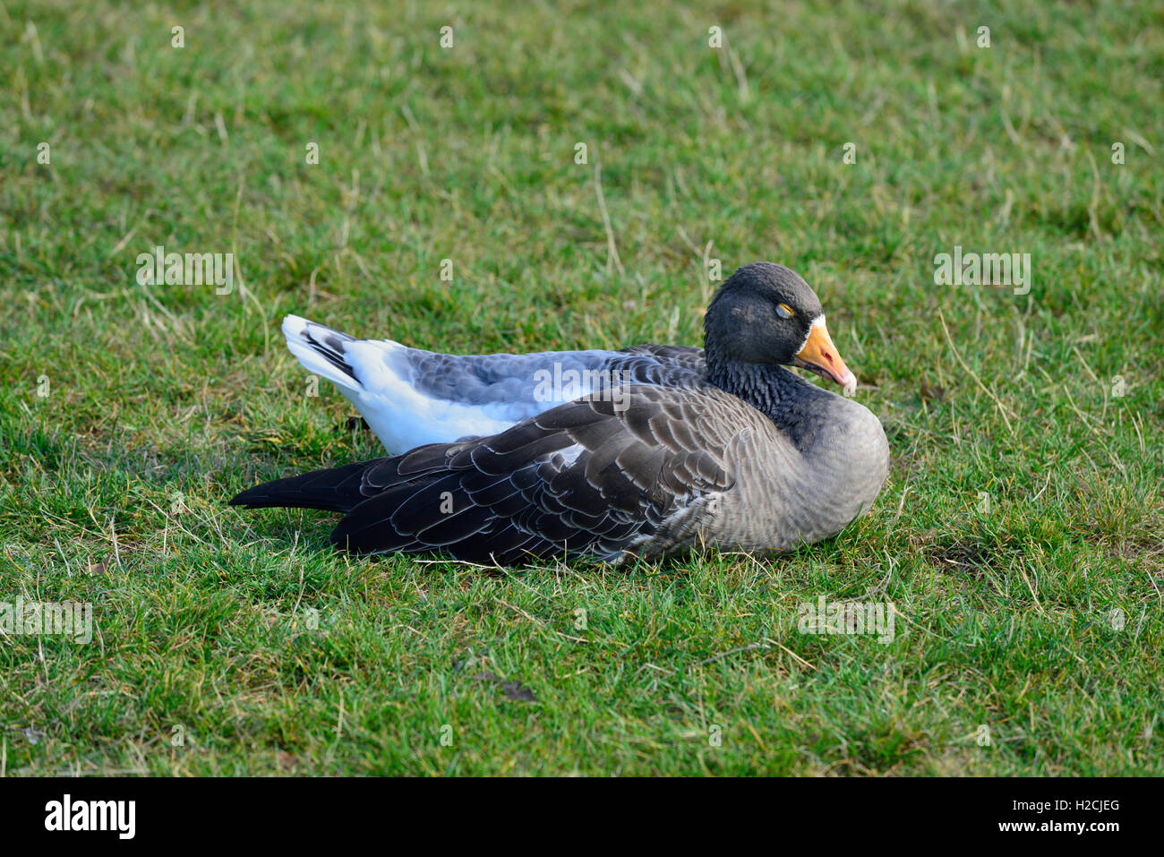 Sleeping goose hi-res stock photography and images - Alamy
