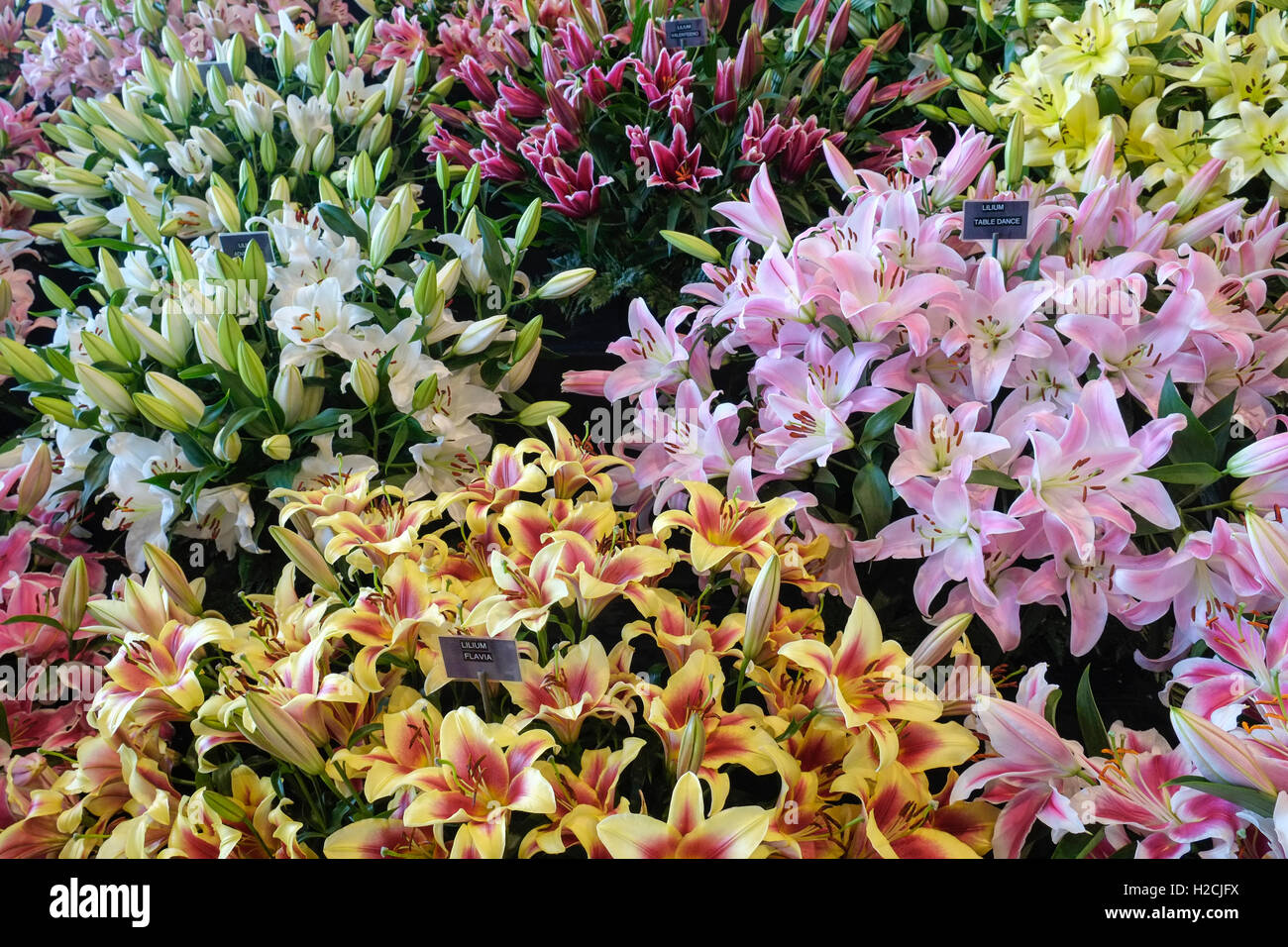 Display of colourful fresh cut lily blooms at the Harrogate Autumn ...