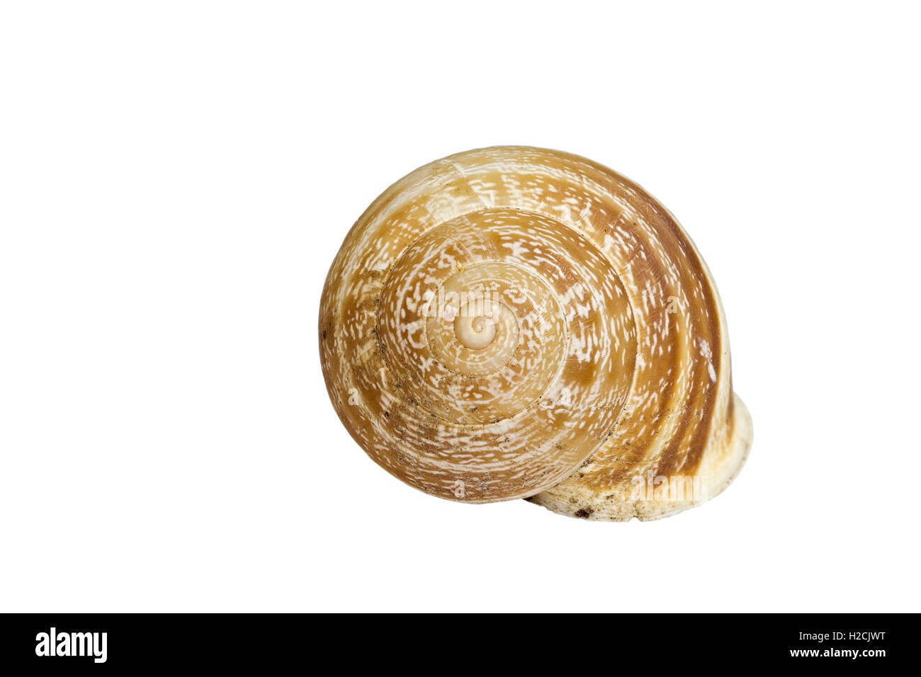Shell and exoskeleton hi-res stock photography and images - Alamy