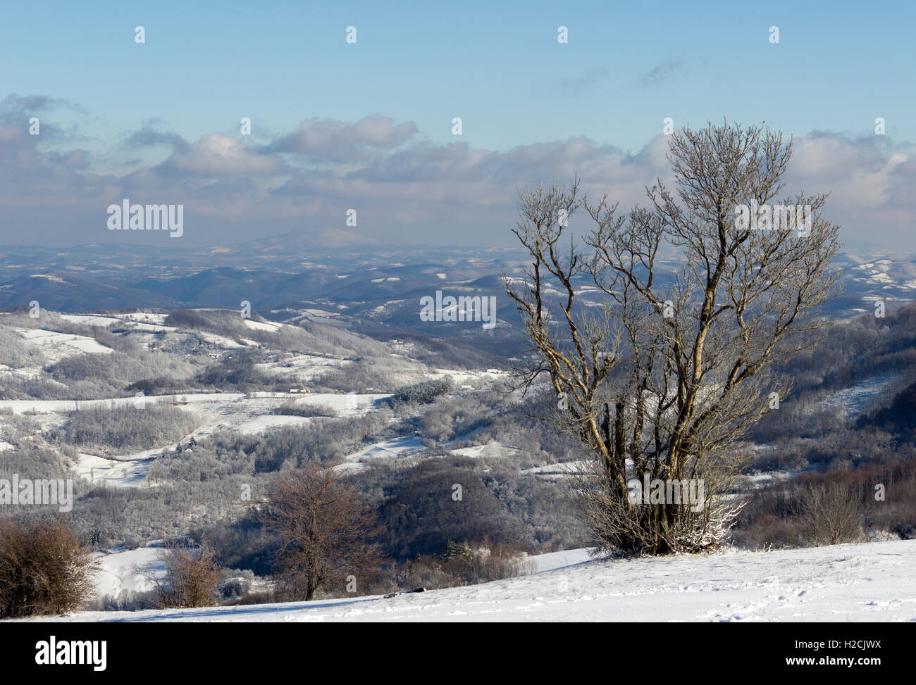 Winter season landscape forest tree hi-res stock photography and images ...