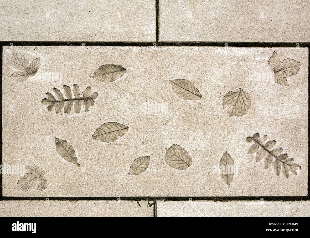 concrete slab with the imprints of leaves Stock Photo - Alamy