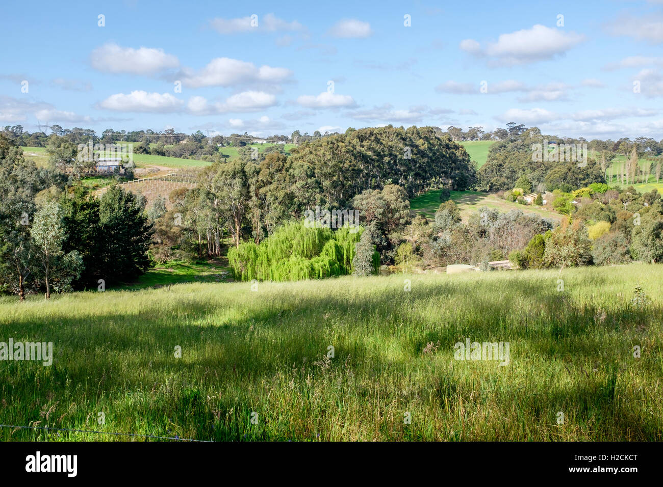 The beautiful green rolling farmland of the Adelaide hills after good ...