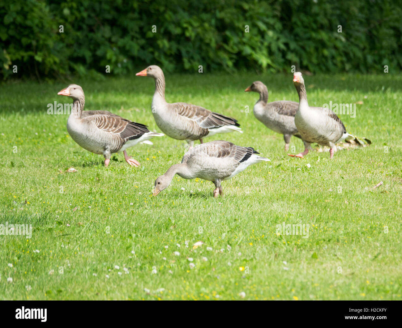 Goose on green grass hi-res stock photography and images - Alamy