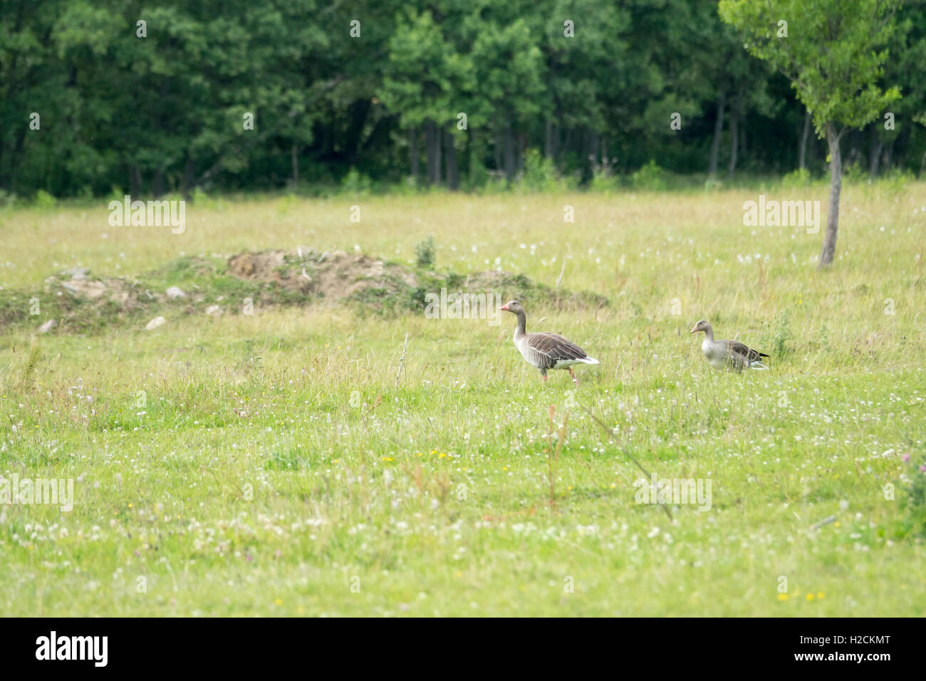 Greylag geese in green meadow, Sweden Stock Photo - Alamy
