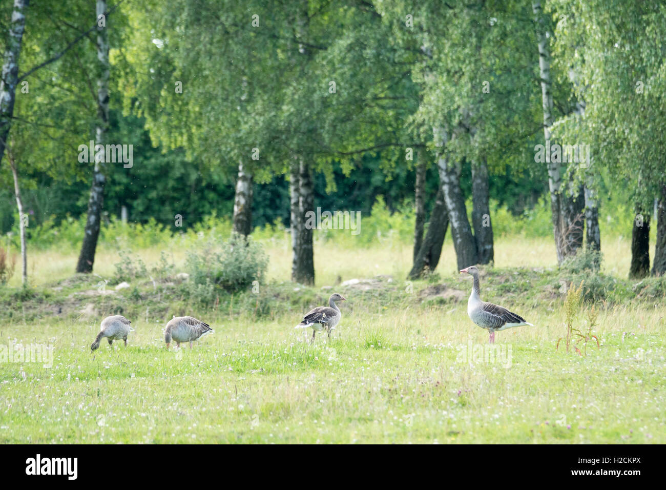 Greylag geese in green meadow, Sweden Stock Photo - Alamy