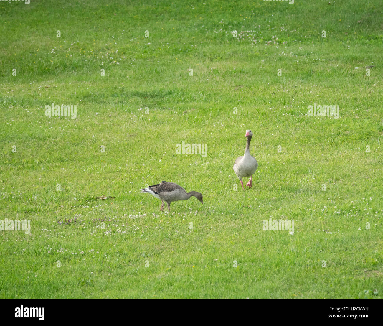 Two greylag geese in green meadow, Sweden Stock Photo - Alamy