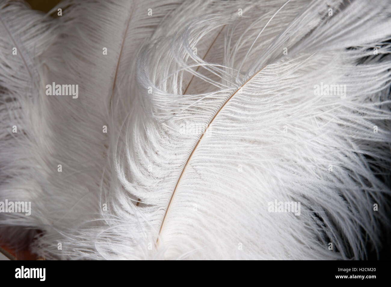 Ostrich black and white hi-res stock photography and images - Alamy