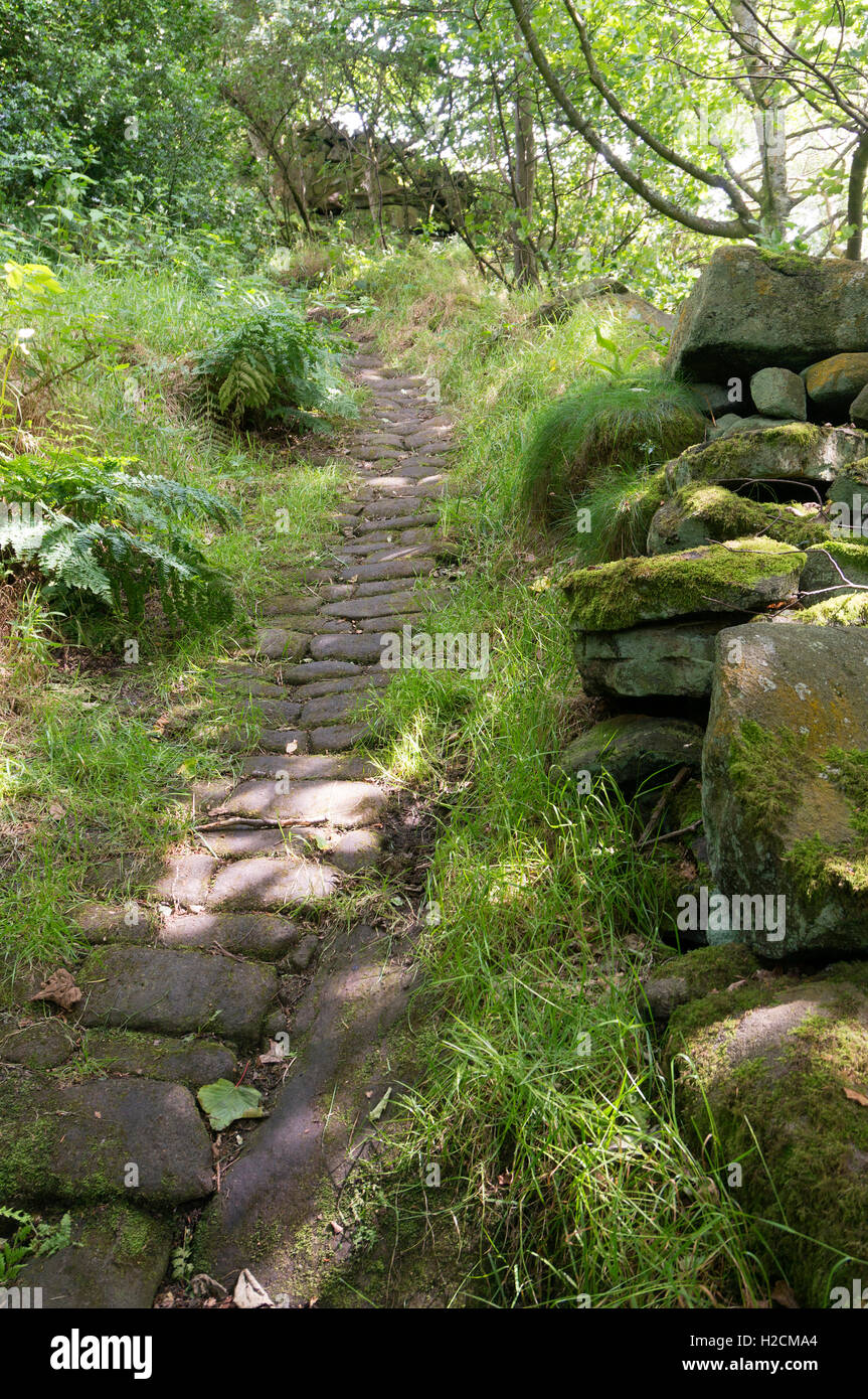 Foot path into the woods hi-res stock photography and images - Alamy