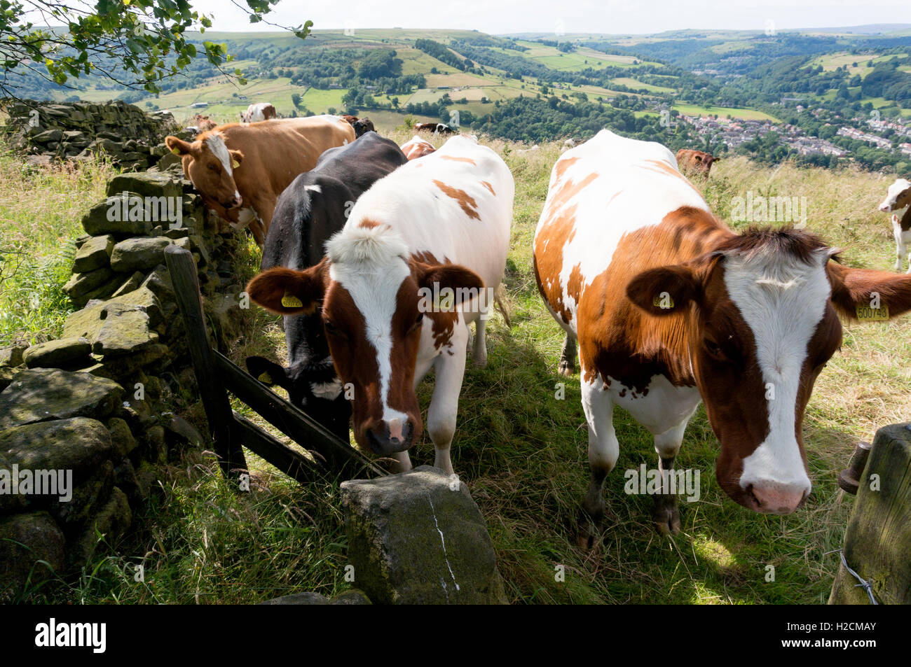 Cows on hillside, Mytholmroyd, West Yorkshire Stock Photo - Alamy