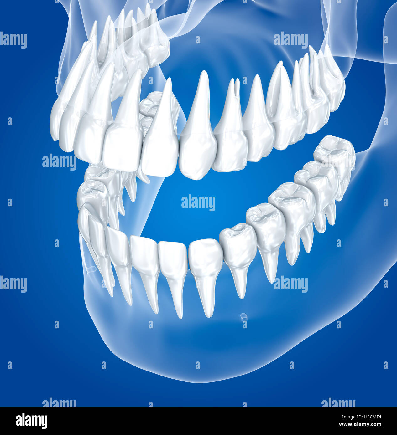 Transparent scull and teeth , xray view . 3D illustration Stock Photo ...