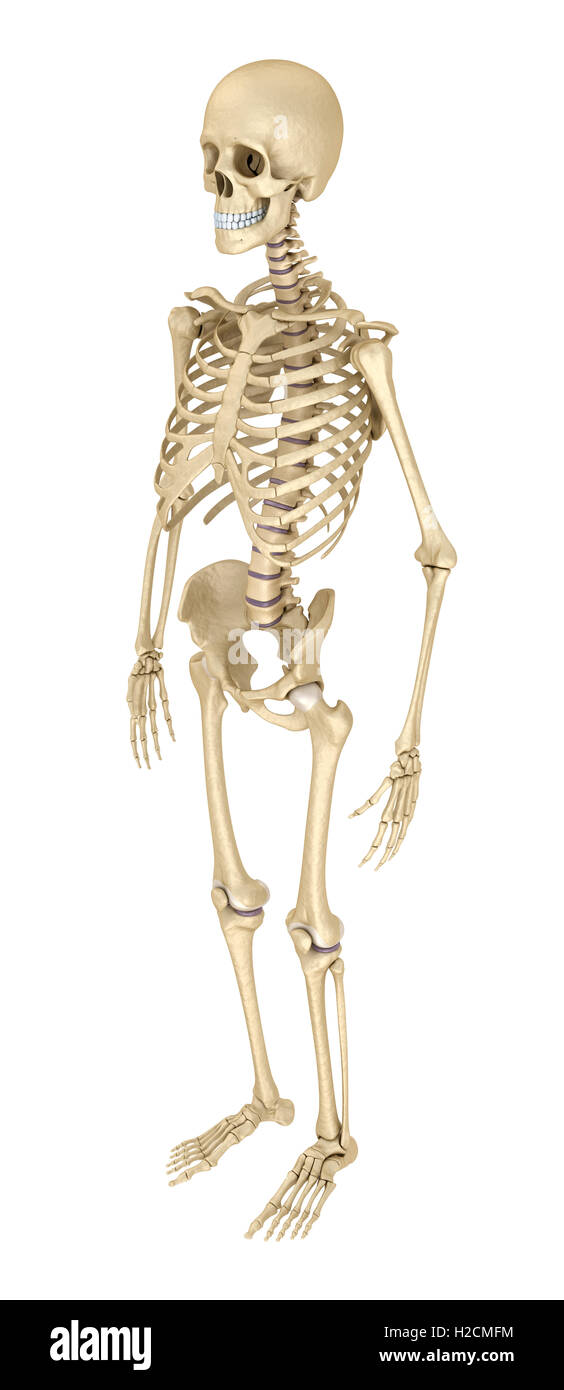 Human skeleton isolated , Medically accurate 3d illustration Stock ...