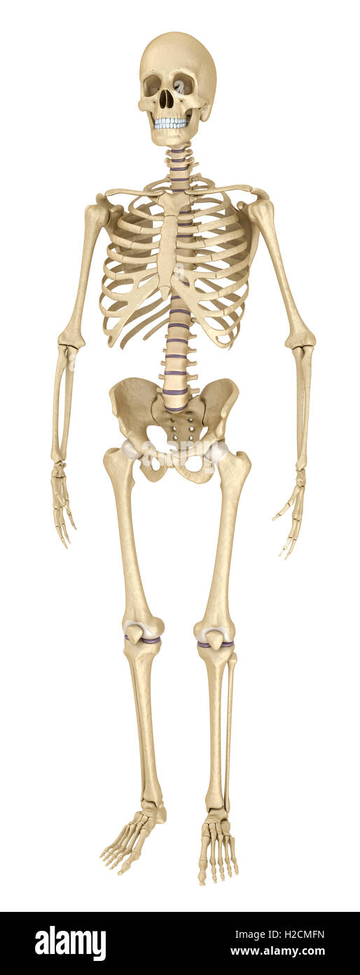 Human skeleton isolated , Medically accurate 3d illustration Stock ...