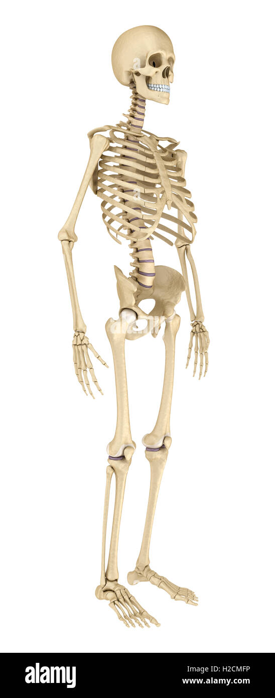 Human skeleton isolated , Medically accurate 3d illustration Stock ...