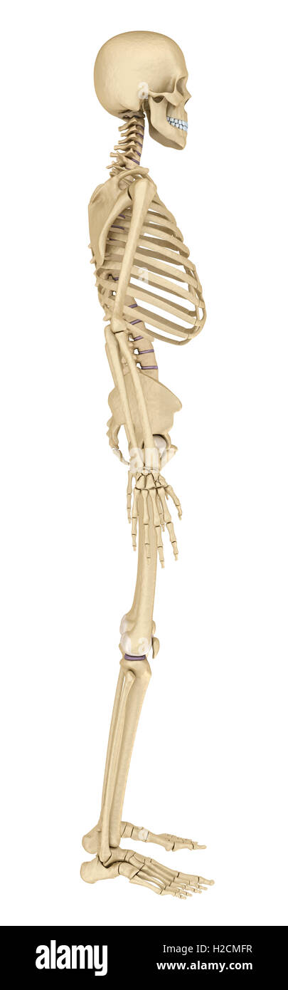 Human skeleton isolated , Medically accurate 3d illustration Stock ...