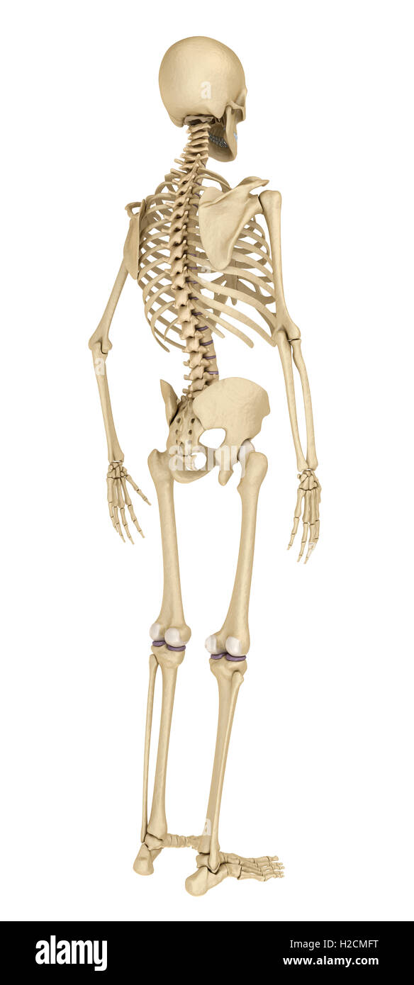 Human skeleton isolated , Medically accurate 3d illustration Stock ...
