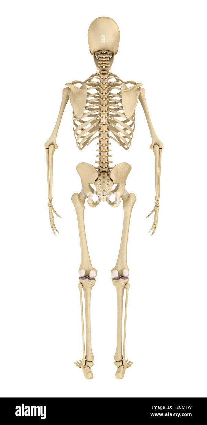 Human skeleton isolated , Medically accurate 3d illustration Stock ...