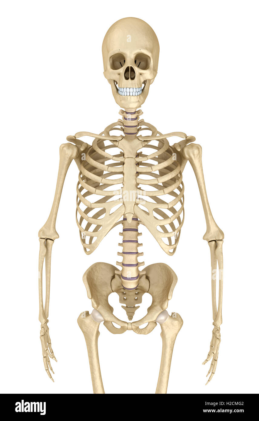 Human skeleton isolated , Medically accurate 3d illustration Stock ...