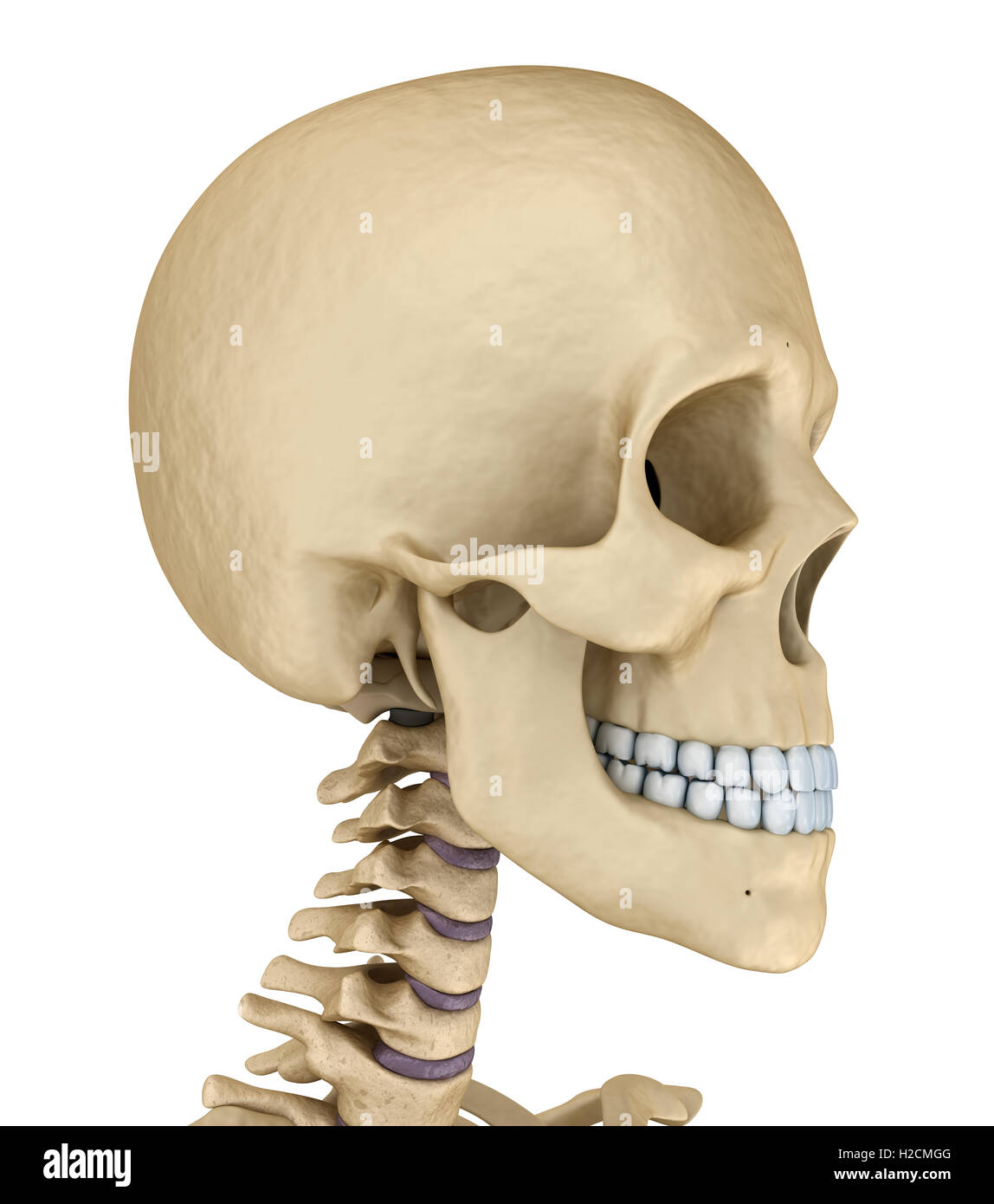 Anatomical drawing of skull hi-res stock photography and images - Alamy