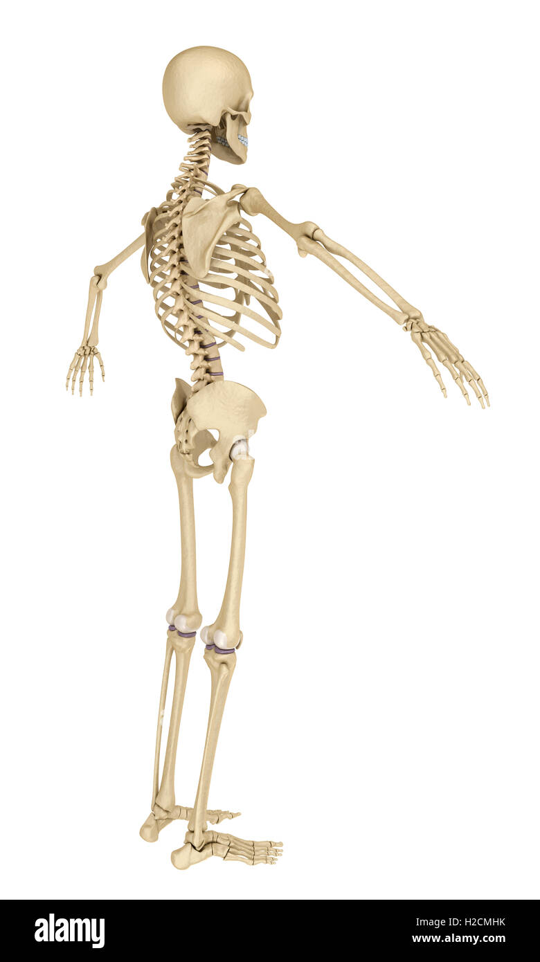 Human skeleton isolated , Medically accurate 3d illustration Stock ...